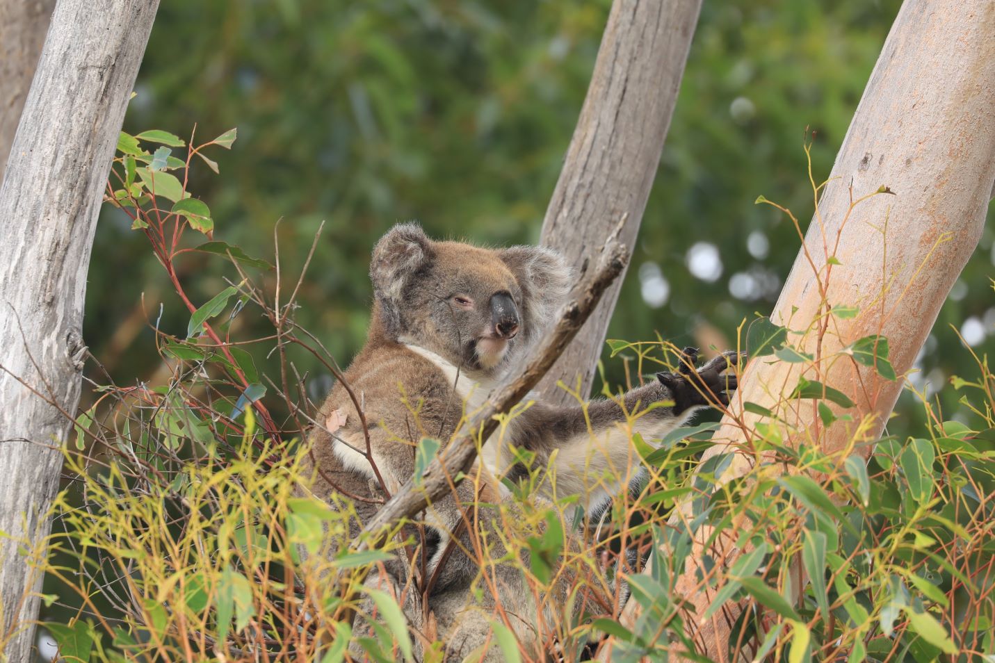Kangaroo Island – Australian Walkabout